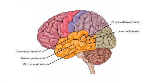 Lóbulo temporal - Mi web