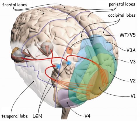 Lóbulo occipital - Mi web
