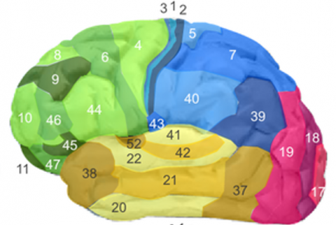 Lóbulo parietal - Mi web